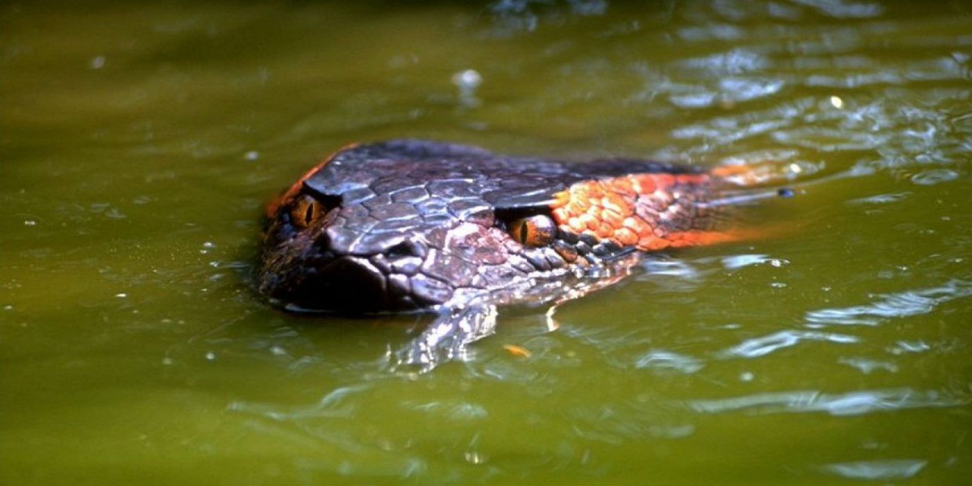 Penuh Teror hingga Menghibur, Ini 10 Film Ular Terbaik! - Movieden